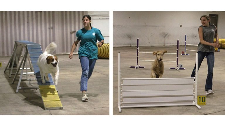 Dogs have their day to kick off 4-H Fair